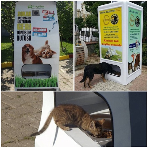 Recycle empty bottles for furry friends – Cup of Good